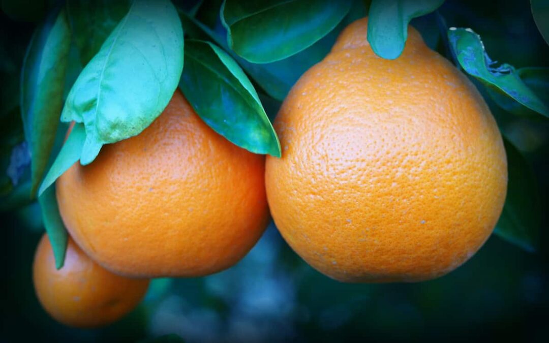 The 9 Best Oranges for Juicing - Minneopa Orchards
