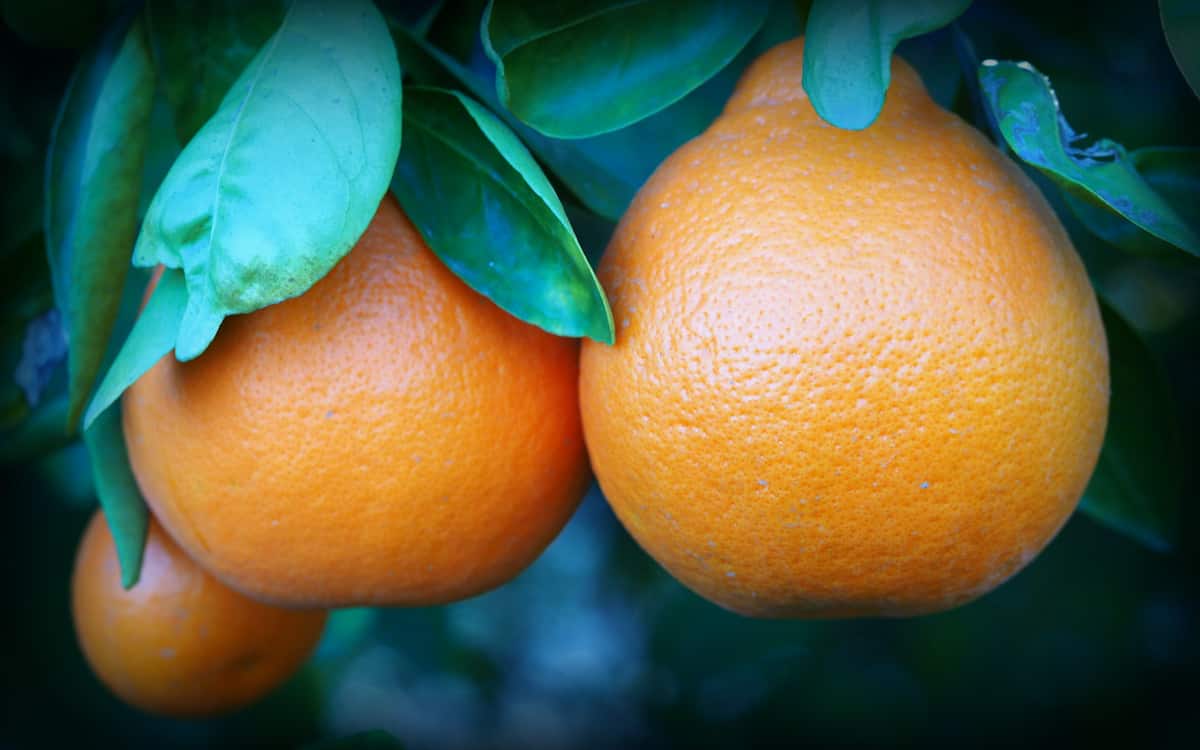 The W. Murcott Mandarin - Minneopa Orchards