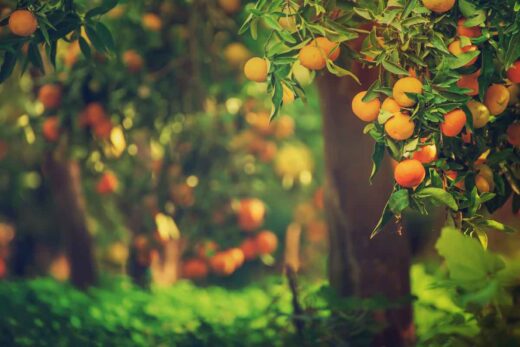 The Guide to Tangerine Tree Care - Minneopa Orchards