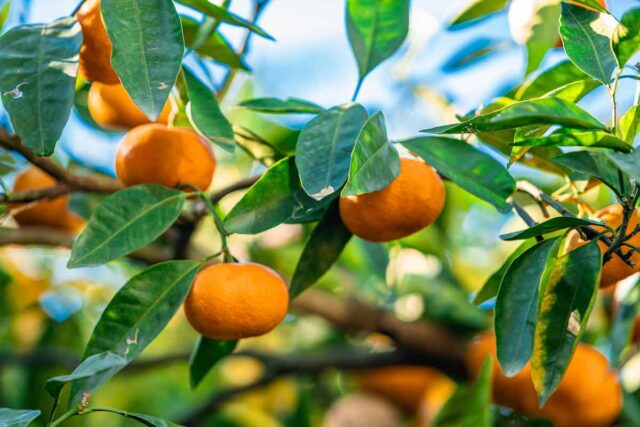 7 Important Facts About The Dancy Tangerine - Minneopa Orchards