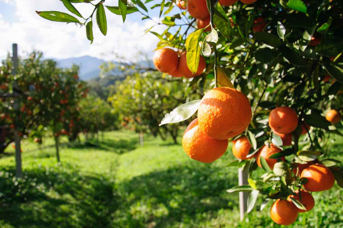 7 Important Facts About The Dancy Tangerine - Minneopa Orchards