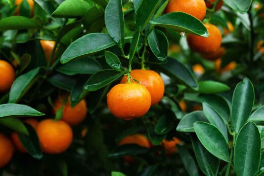 7 Important Facts About The Dancy Tangerine - Minneopa Orchards