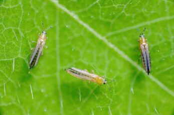 How to Identify and Eliminate Orange Tree Pests - Minneopa Orchards