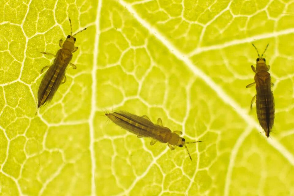 13 Apple Tree Pests: How to Get Rid of and Prevent Them on Apple Trees ...