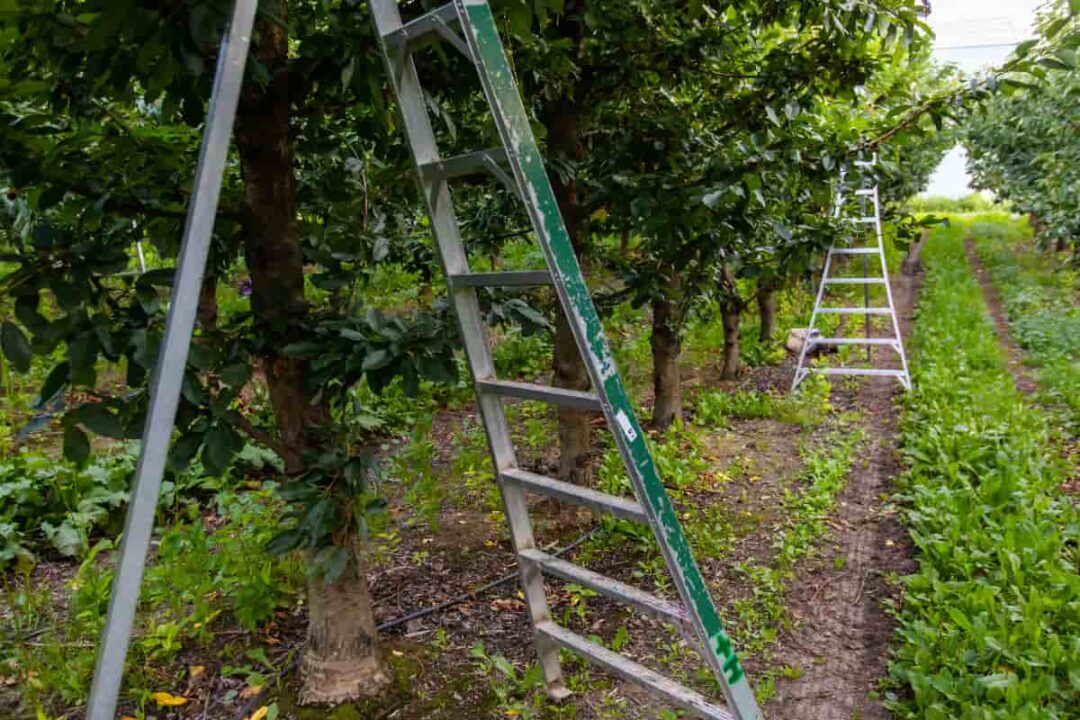 How to Prune a Peach Tree - Minneopa Orchards