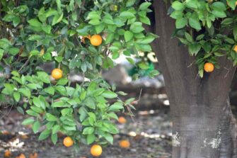 How to Identify an Orange Tree - Minneopa Orchards