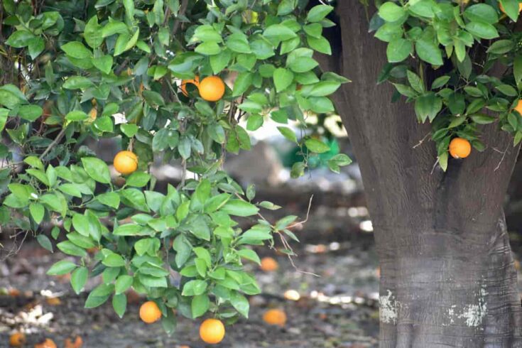 How to Identify an Orange Tree - Minneopa Orchards