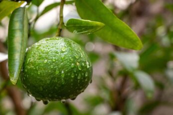 The Complete Guide to Orange Tree Pollination - Minneopa Orchards