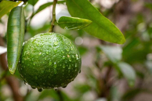 The Complete Guide to Orange Tree Pollination - Minneopa Orchards