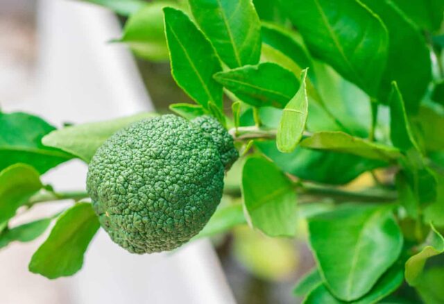 All About the Shiranui Mandarin - Minneopa Orchards