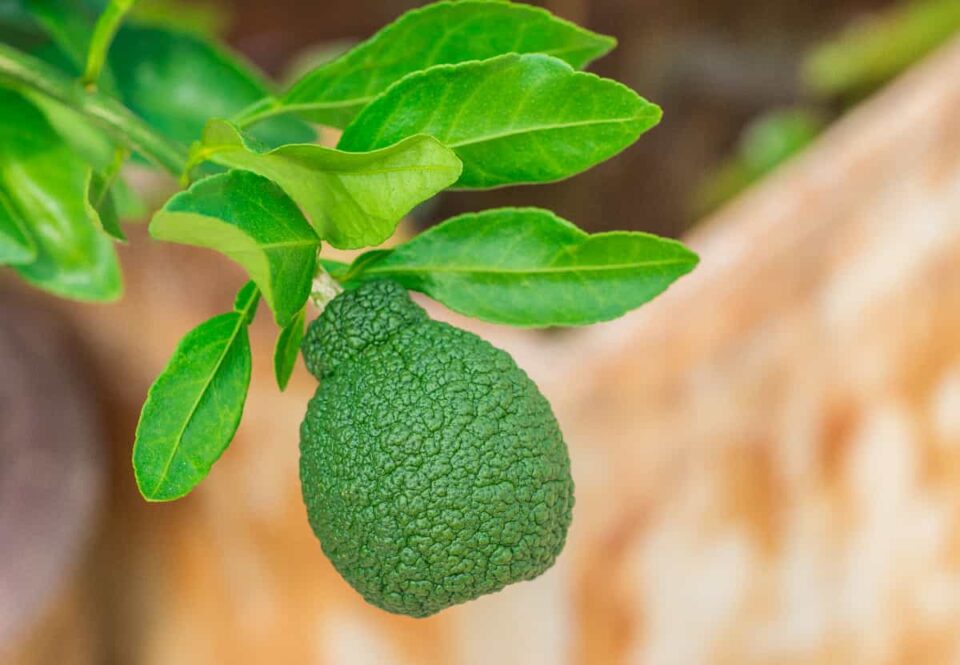 All About the Shiranui Mandarin - Minneopa Orchards