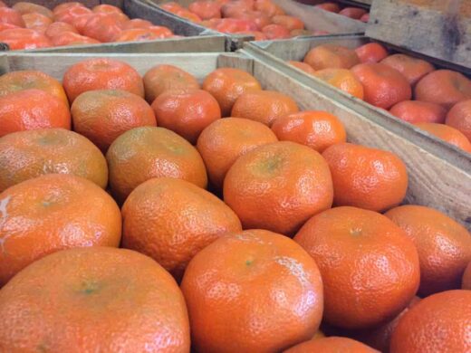 The W. Murcott Mandarin - Minneopa Orchards