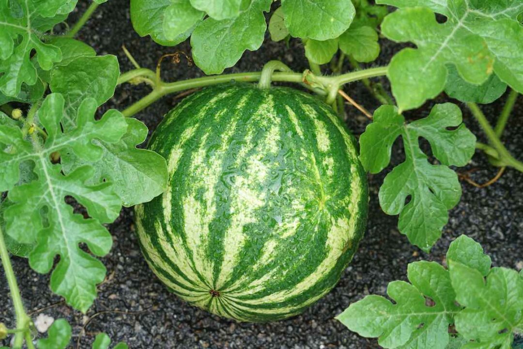 How to Plant Watermelon in 8 Easy Steps - Minneopa Orchards