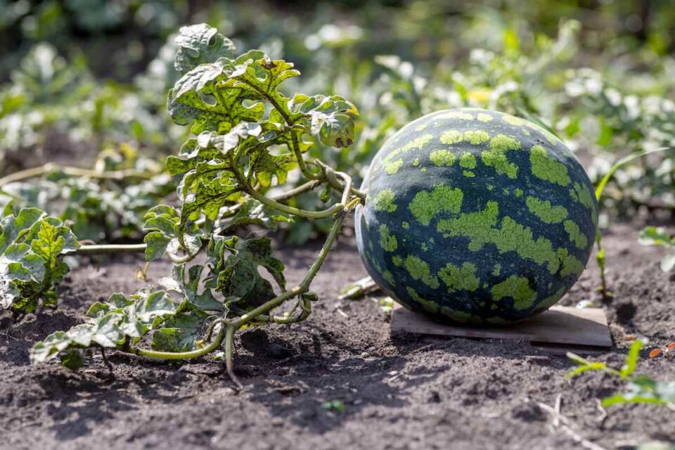 How to Plant Watermelon in 8 Easy Steps - Minneopa Orchards