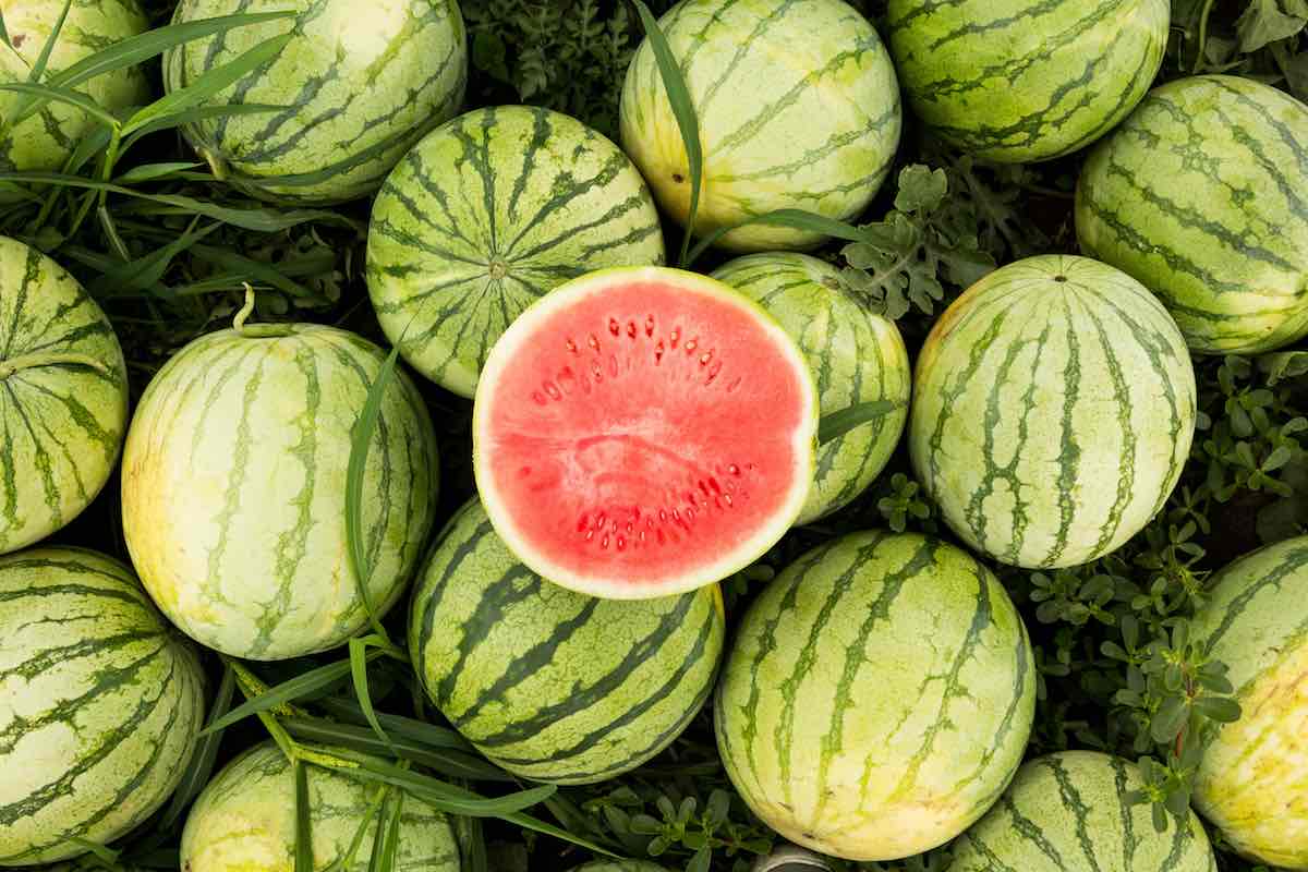 How to Plant Watermelon in 8 Easy Steps - Minneopa Orchards