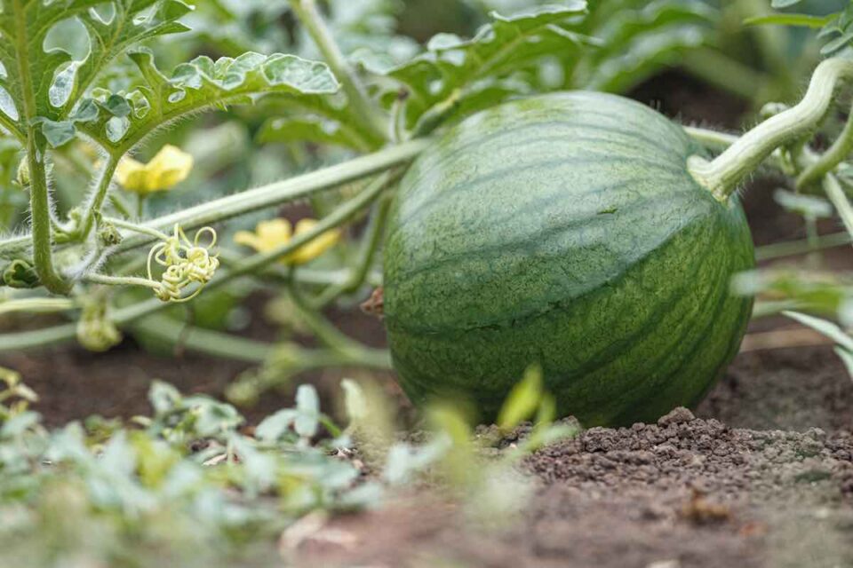 The Best Soil for Watermelon: Tips for a Juicy Harvest - Minneopa Orchards