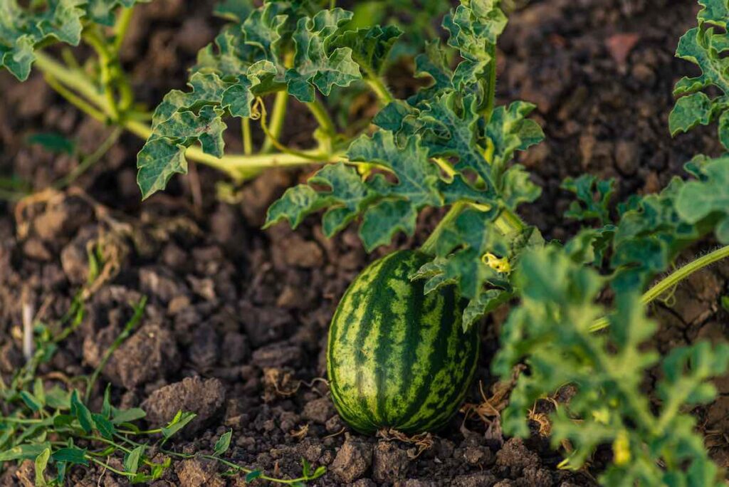 The Allsweet Watermelon Minneopa Orchards