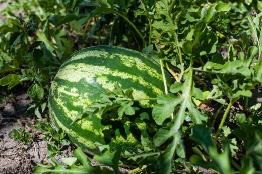 How to Treat 7 Deadly Watermelon Diseases - Minneopa Orchards