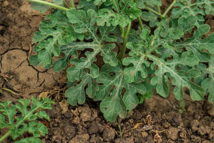 How to Treat 7 Deadly Watermelon Diseases - Minneopa Orchards