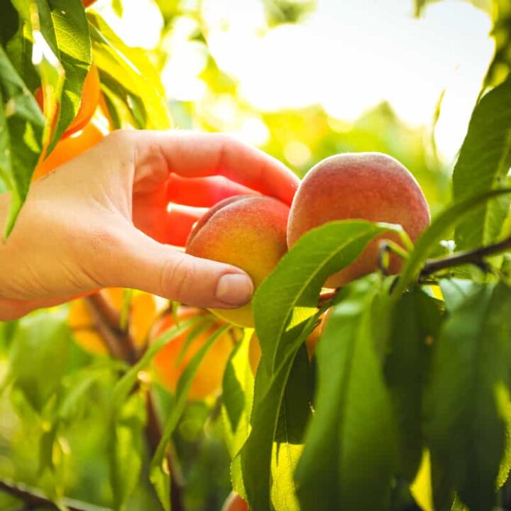 Peaches - Minneopa Orchards