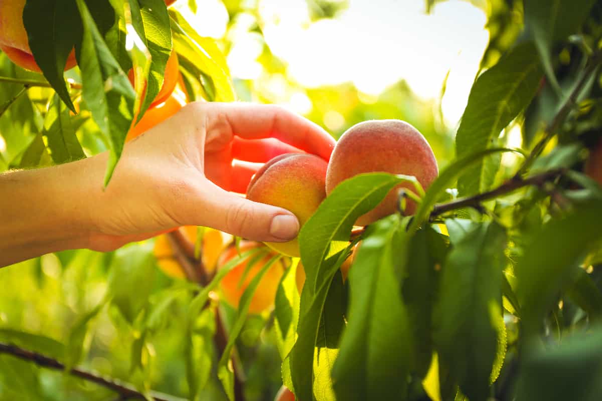 When to Pick Peaches - Minneopa Orchards