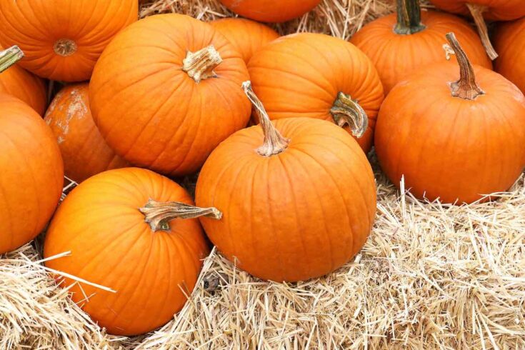 The 4 Best Wyoming Pumpkin Patches - Minneopa Orchards
