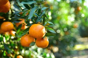 The Honey Tangerine Tree - Minneopa Orchards