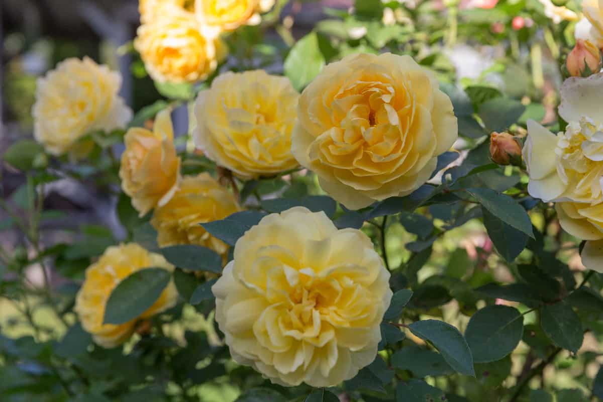 Flower Rose Varieties - Minneopa Orchards