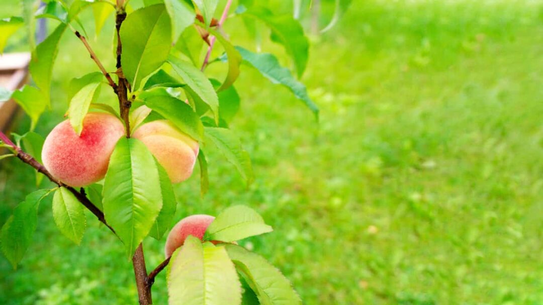 How to Plant a Peach Seed That Actually Grows - Minneopa Orchards
