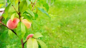 How to Plant a Peach Seed That Actually Grows - Minneopa Orchards