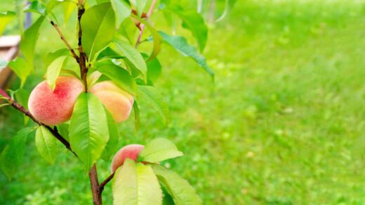 When to Plant a Peach Tree (and Where) - Minneopa Orchards