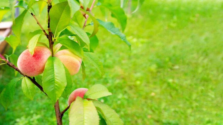 How to Grow a Peach Tree - Minneopa Orchards