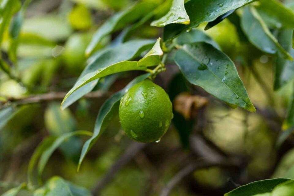 The Eustis Limequat: Everything You Need to Know About This Delicious ...