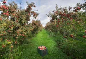 How to Start an Apple Orchard - Minneopa Orchards
