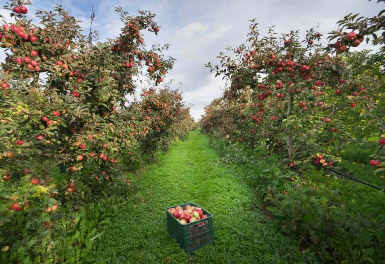 How to Start an Apple Orchard - Minneopa Orchards