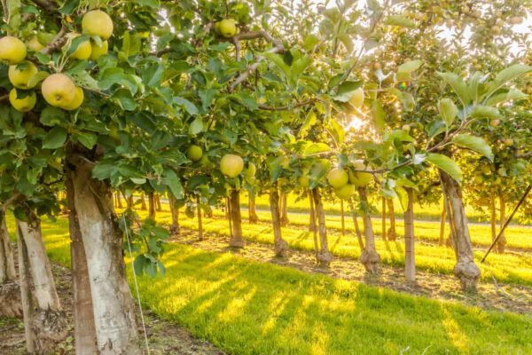 How to Start an Apple Orchard - Minneopa Orchards