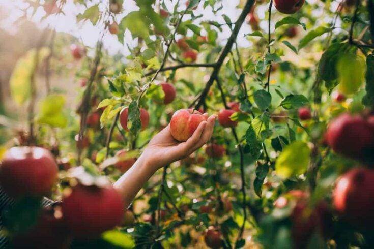 How to Start an Apple Orchard - Minneopa Orchards