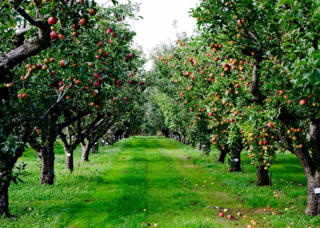 How to Start an Apple Orchard - Minneopa Orchards