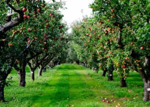 How to Start an Apple Orchard - Minneopa Orchards
