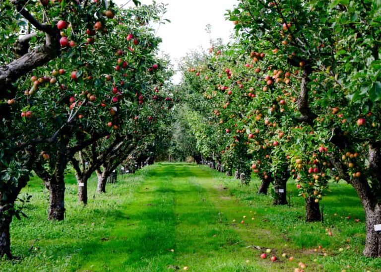 How to Start an Apple Orchard - Minneopa Orchards