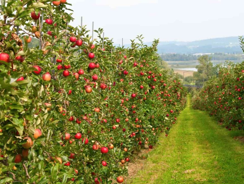 How to Start an Apple Orchard - Minneopa Orchards