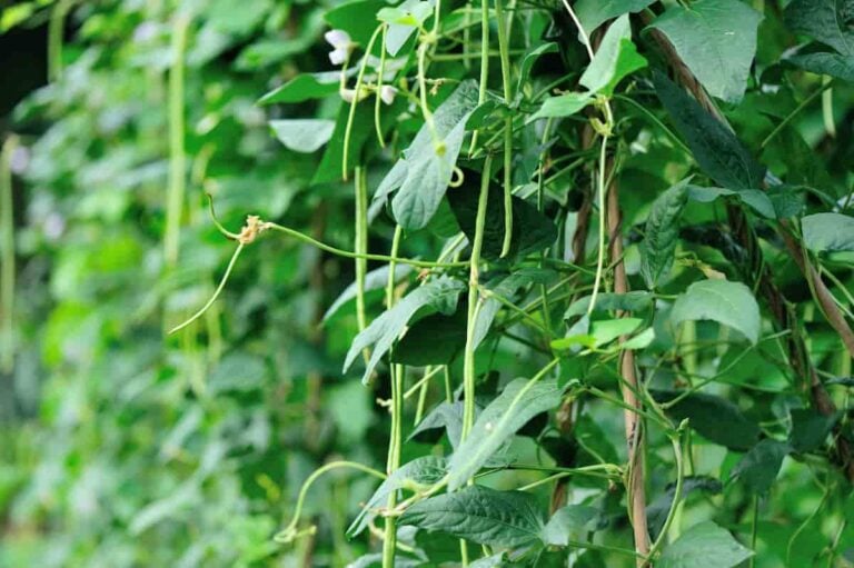11 Kinds of Yard Long Beans - Minneopa Orchards