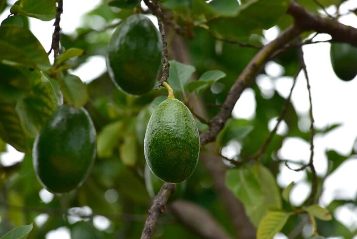 How Big Does an Avocado Tree Get? - Minneopa Orchards