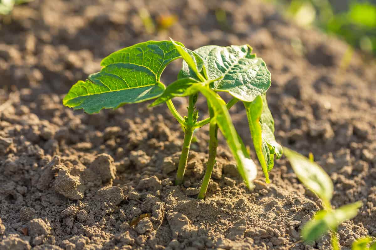 The Topcrop Bush Bean - Minneopa Orchards