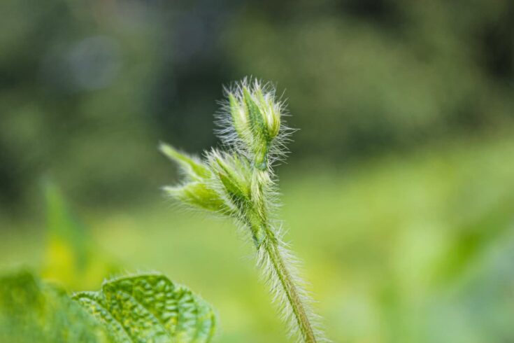 Black Turtle Beans - Minneopa Orchards