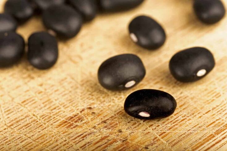 Black Turtle Beans - Minneopa Orchards