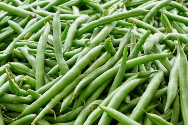 6 Important Facts About Blue Lake Bush Beans - Minneopa Orchards
