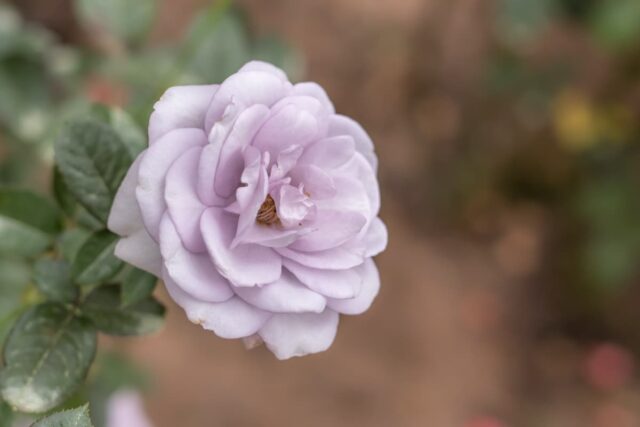 Floribunda Roses - Minneopa Orchards