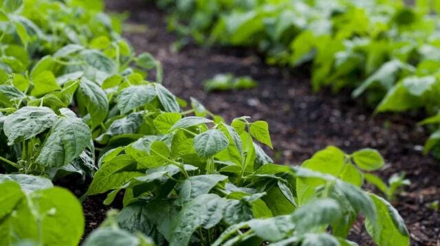 All About Royal Burgundy Beans - Minneopa Orchards
