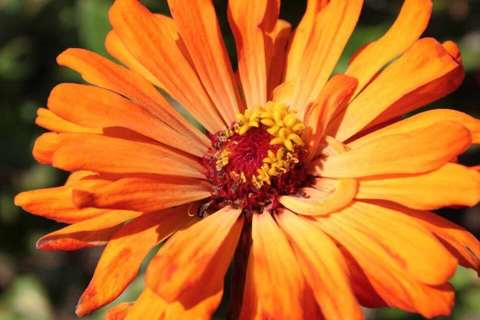 5 Important Facts About The Cactus Zinnia - Minneopa Orchards
